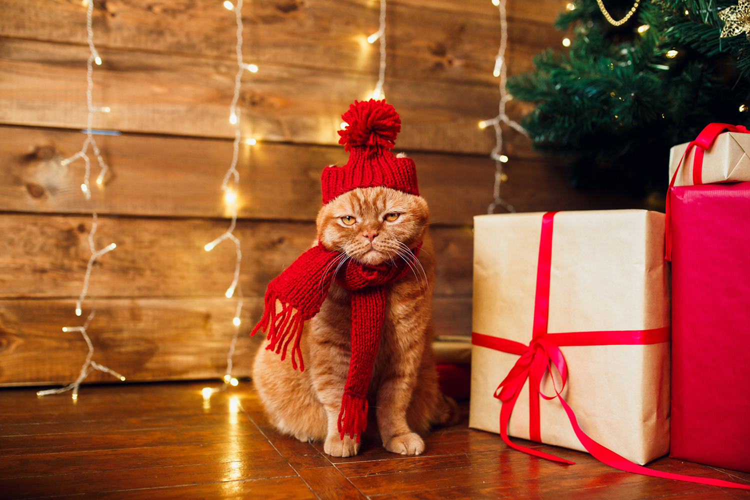 Holiday Planning Tips For Pet Owners East Springfield Veterinary Hospital